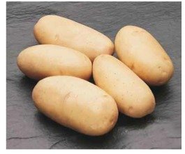 Mondial > Varieties > Eurogrow, suppliers of quality seed potatoes.